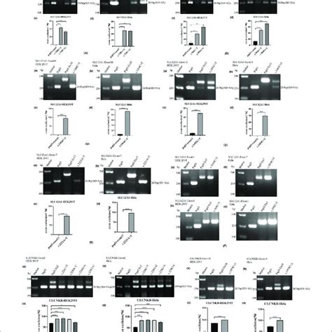 The Schematic Diagram Of Minigene Based On The Pspl3 Exon Trapping Download Scientific Diagram