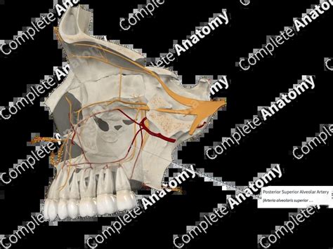 Posterior Superior Alveolar Artery Complete Anatomy