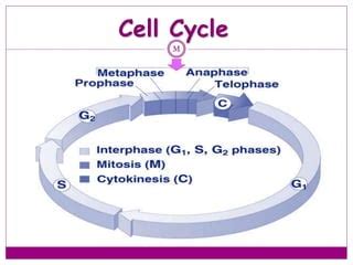Cell Cycle Pptx