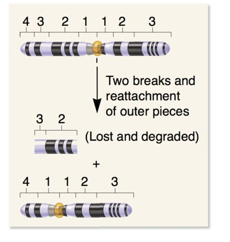 Genetics Unit 2 Flashcards Quizlet