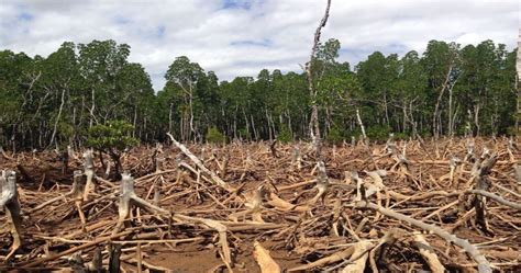 How Does Agriculture Affect Deforestation
