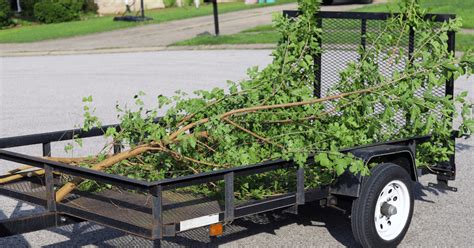 How To Remove A Small Tree A 2024 Diy Guide 2025 Todays Homeowner