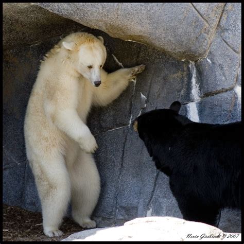 Albino Black Bear