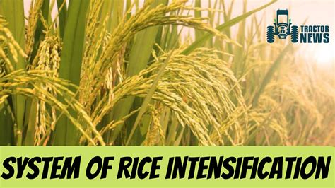 System Of Rice Intensification