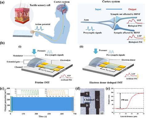schematic illustrations of the signal processing steps of the