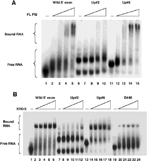 Analysis Of Selex Rna Binding By Four Kh Domains And Full Length Psi