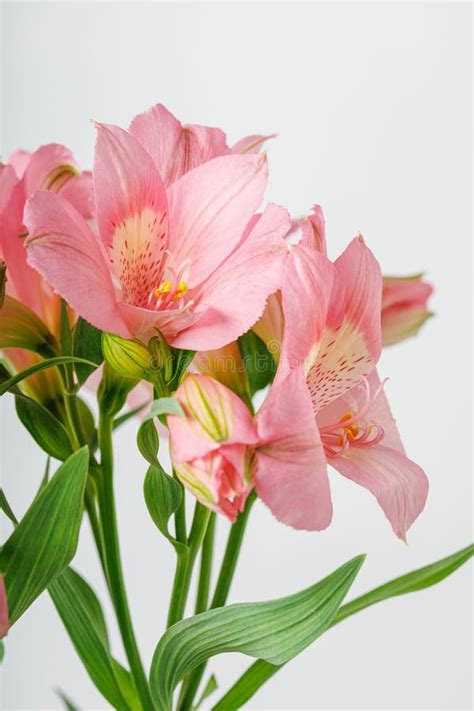 Pink Alstroemeria Flower Lily Of The Incas In Vase On Isolated White