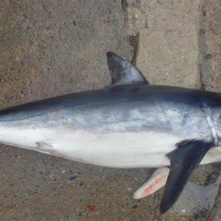 Tiburón Mako Isurus Oxyrinchus Foto Proyecto Ecología Trófica De Los