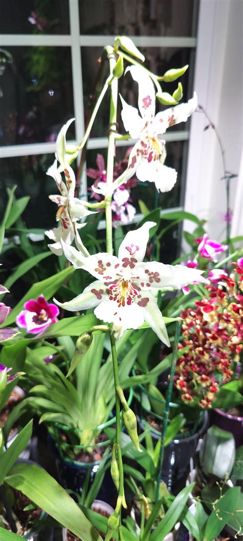 The Large Curved Spike Orchid I Got From Tjs On The 10th Appears To Be