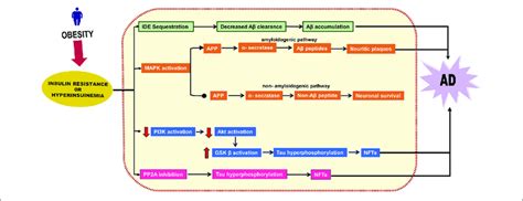 Insulin Resistance Or Hyperinsulinemia Related Neurodegenerative