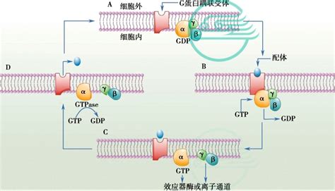 人体解剖生理学细胞的信号转导 招募型受体 CSDN博客
