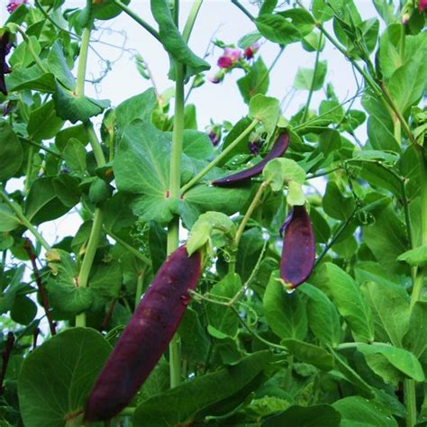 Blue Podded Capucijner Pea Pisum Sativum Cv Herb Seeds Seeds Garden Seeds