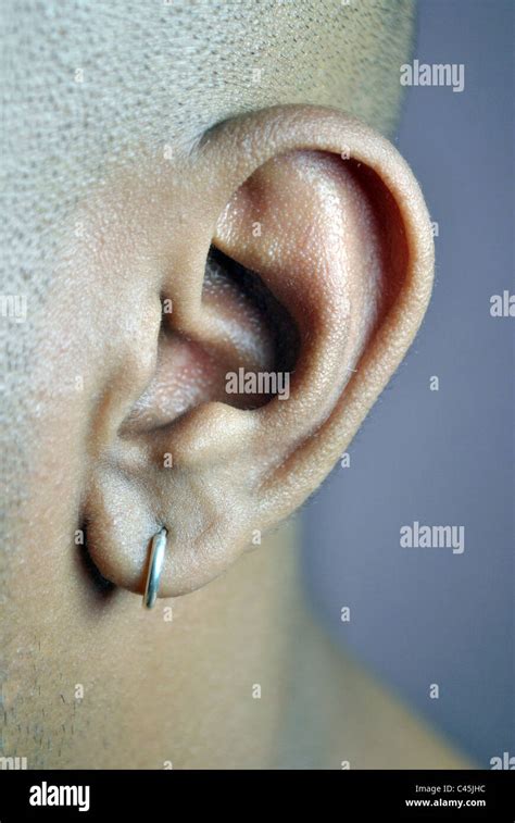 Ear Anatomy Pinna Human Ear Hearing Anatomy Physiology