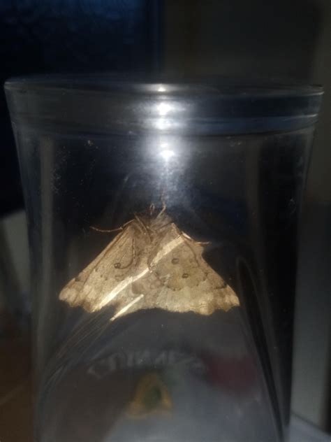 Please Identify This Moth Rmoths