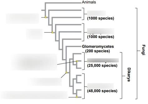 Fungal Diversity Diagram Quizlet