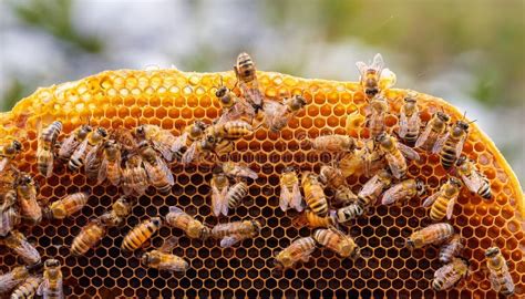 Bee Larvae And Cocoons Stock Illustration Illustration Of Milk