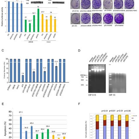 P53 Phosphorylation And Subcellular Localization Of Various E3 Ligases P53 Phosphorylation And Subcellular Localization Of Various E3 Ligases