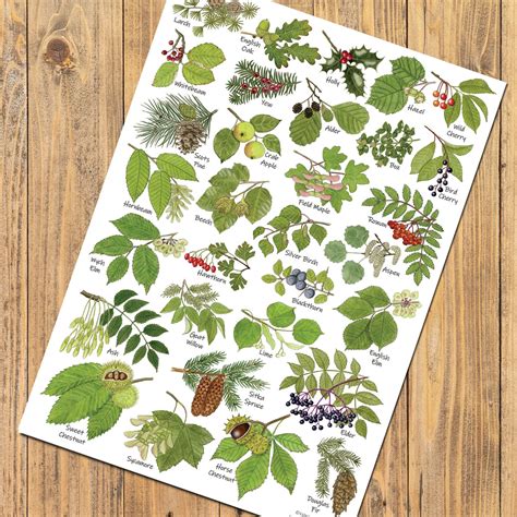 British Tree Leaves A4 Identification Chart Wildlife Card Etsy UK