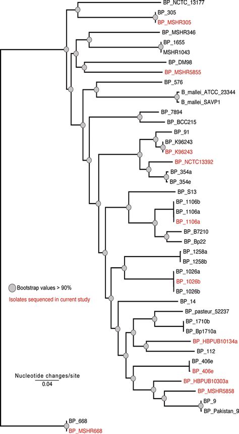 A Maximum Likelihood Phylogeny Inferred From A Concatenation Of ~63000