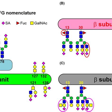 Proposed Structure Of Hcg From Healthy Cell With Hcg Composed Of Two