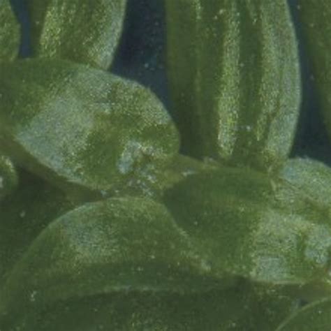 Bc20 3d Super Edf Microscope Camera