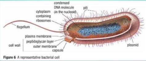 Biology Unit 1 Biodiversity Flashcards Quizlet