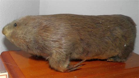 Zokor The Hidden Life Of Asias Underground Diggers