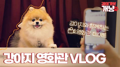 강아지 동반 영화관vlog ㅣ같이가보개냥 Ep08 Youtube