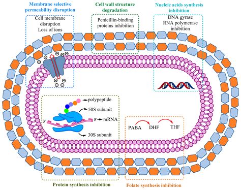 Microbial Resistance To Antibiotics And Effective Antibiotherapy