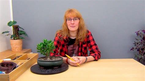 Бонсай из крассулы Хоббит (ч.2). - YouTube