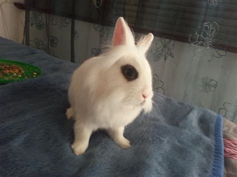 I Have An Emo Rabbit Rabbits