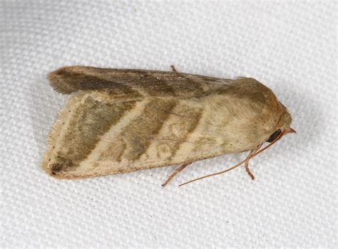 Tobacco Budworm Moth Species Chloridea Virescens Common N Flickr