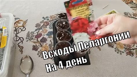 Всходы пеларгонии из семян на 4 день Вторая посадка ПЕЛАРГОНИИ - YouTube