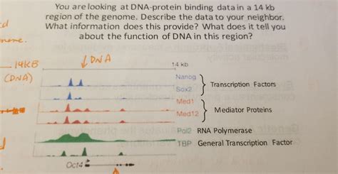 Solved You Are Looking At DNA Protein Binding Data In A Chegg