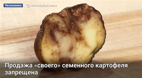 Продажа «своего семенного картофеля запрещена