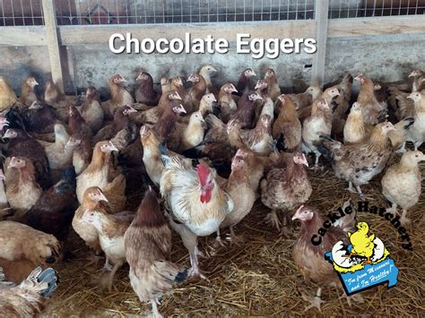 Chocolate Egger™ Chicken Cackle Hatchery