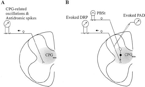 Schematic Representation Of Experimental Setup A Spontaneous Download Scientific Diagram