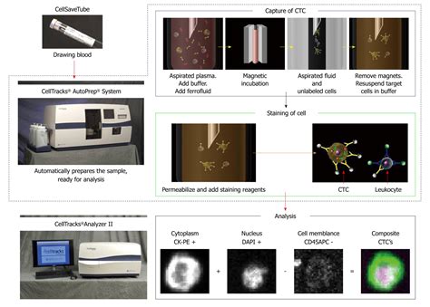 Expected Clinical Applications Of Circulating Tumor Cells In Breast Cancer