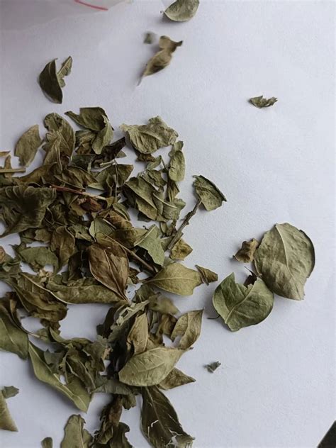 Henna Leaves At Rs 70kg Henna Leaf In Neemuch Id 2854256393033