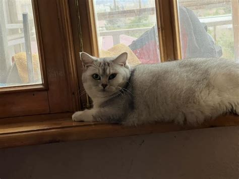 მსუქანი კატების გილდია