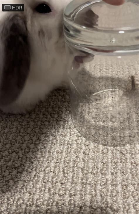 I Caught A Big Bug And Bun Entered Attack Mode Rrabbits