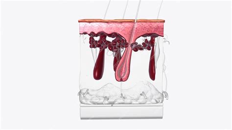 Premium Photo The Epidermis Is The Outermost Of The Three Layers That Comprise The Skin The