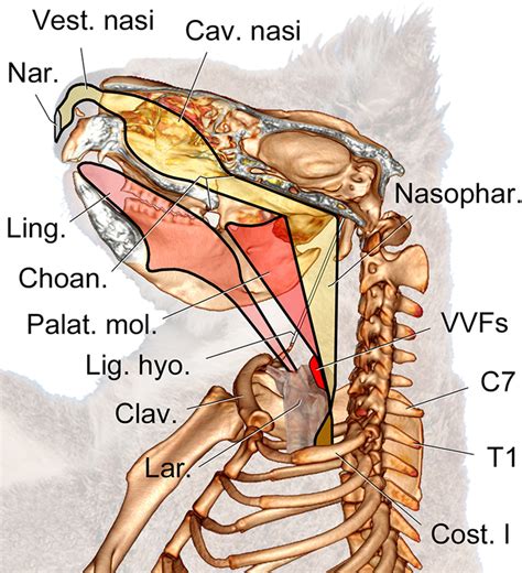 Koala Teeth Structure
