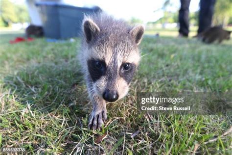 Raccoon Kits Photos And Premium High Res Pictures Getty Images