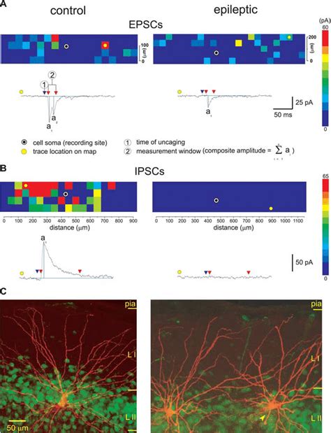 Recurrent Circuits In Layer Ii Of Medial Entorhinal Cortex In Control Download Scientific