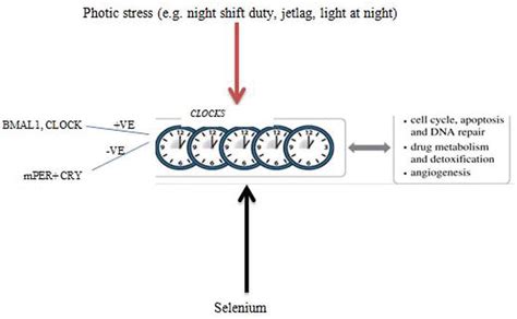 Photic Stress And Rhythmic Physiological Processes Roles Of Selenium