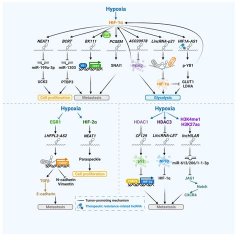 Lncrnas Involved In The Hypoxic Stress Response Are Regulated Through