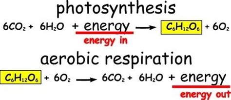 Sc 912 L 18 9 Photosynthesis And Respiration Welcome To Dr Suris