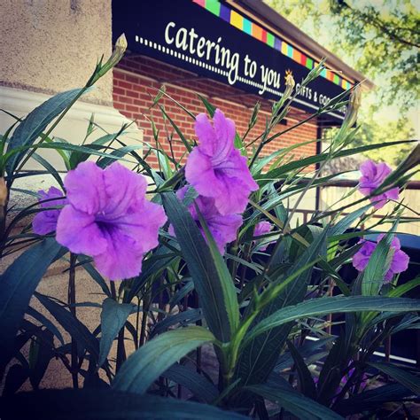 Box Turtle Box Turtle Added A New Photo — At Box Turtle