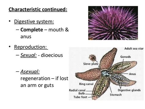 Phylum Echinodermata 2016